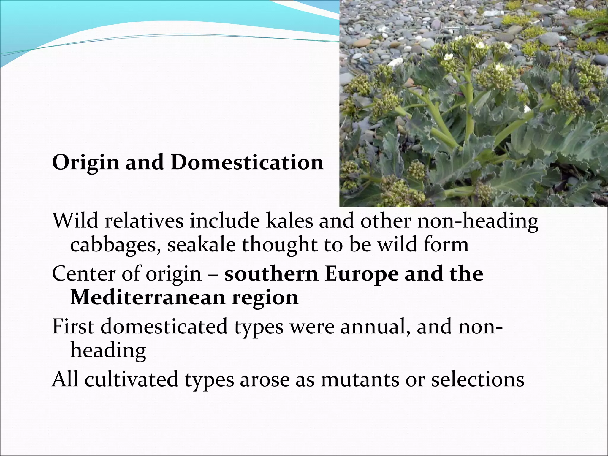 PRESENTATION ON Cole crops | PPT