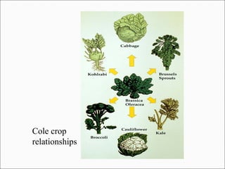 PRESENTATION ON Cole crops | PPT