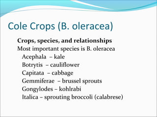 PRESENTATION ON Cole crops | PPT