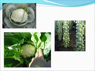 PRESENTATION ON Cole crops | PPT