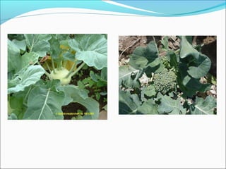 PRESENTATION ON Cole crops | PPT