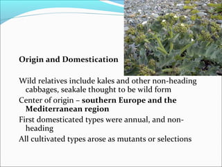 PRESENTATION ON Cole crops | PPT