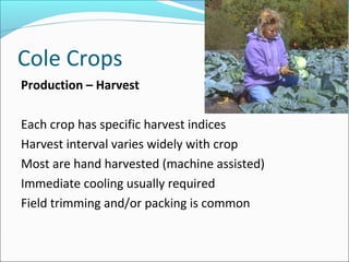 PRESENTATION ON Cole crops | PPT