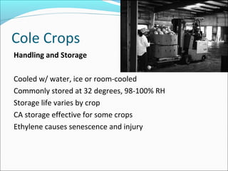PRESENTATION ON Cole crops | PPT