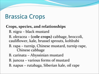 PRESENTATION ON Cole crops | PPT