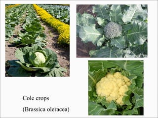 PRESENTATION ON Cole crops | PPT