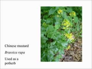 PRESENTATION ON Cole crops | PPT
