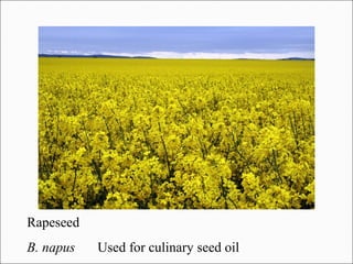 PRESENTATION ON Cole crops | PPT