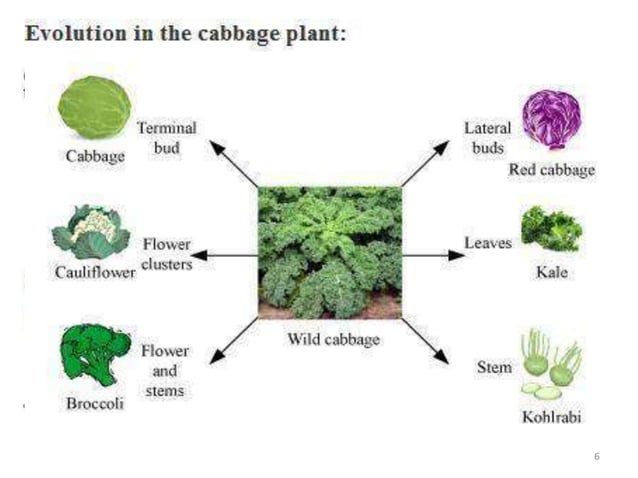 Cole crops: Cabbage | PPTX | Healthy Cooking and Eating | Food & Drink