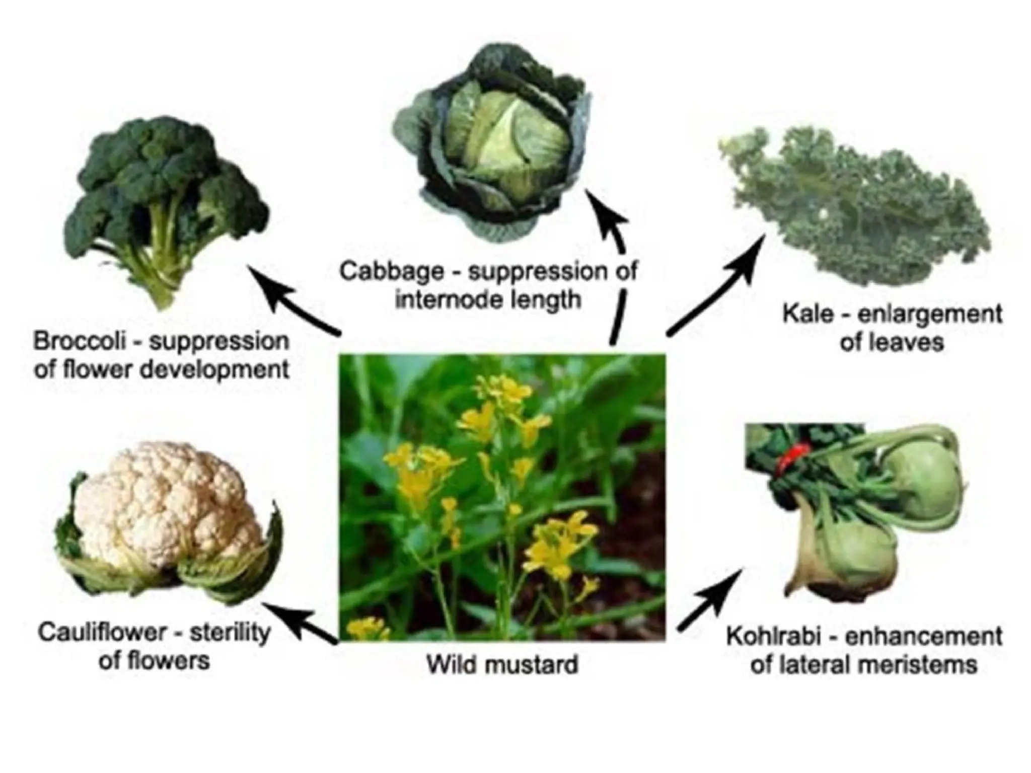 Cultivation Practice of Cole crops (Cauliflower, Cabbage and Broccoli).pptx
