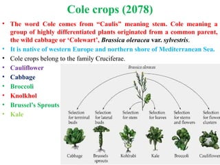 Cultivation Practice of Cole crops (Cauliflower, Cabbage and Broccoli).pptx