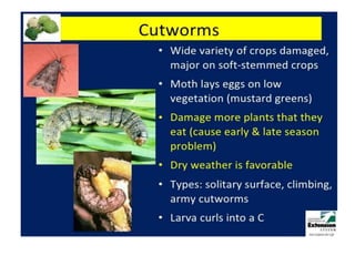 Cole crops insects A Lecture By Allah Dad Khan Provincial Coordinator ...