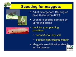 Cole crops insects A Lecture By Allah Dad Khan Provincial Coordinator ...