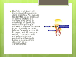 Órgano del sentido del olfato | PPTX