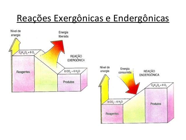 Metabolismo Energético