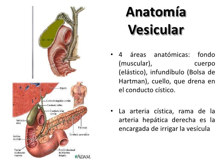 Anatomia Da Vesícula Biliar Bolsa Hartmann