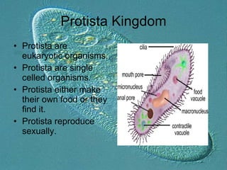 Coleman And Justin | PPT