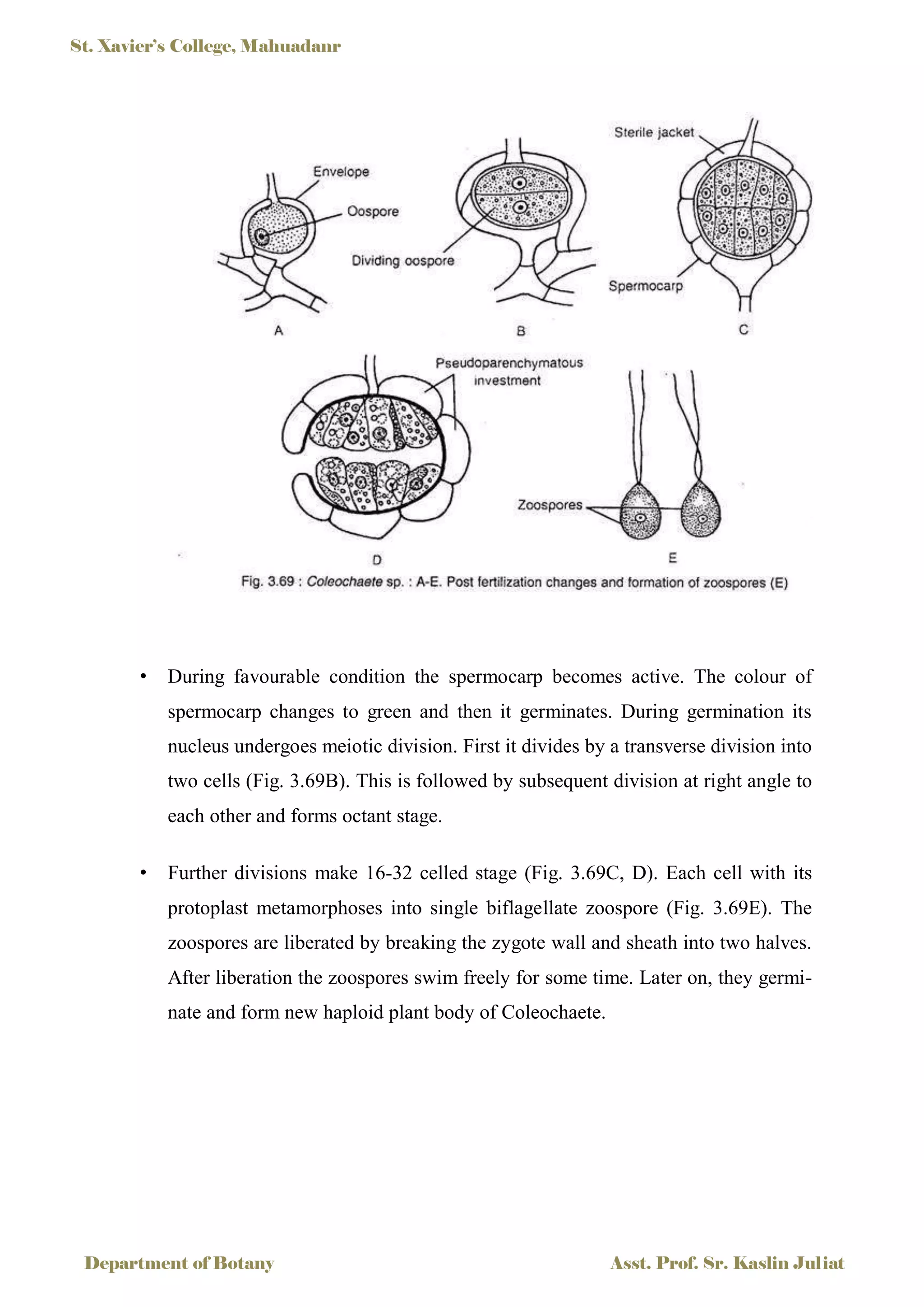 Coleochaete | PDF