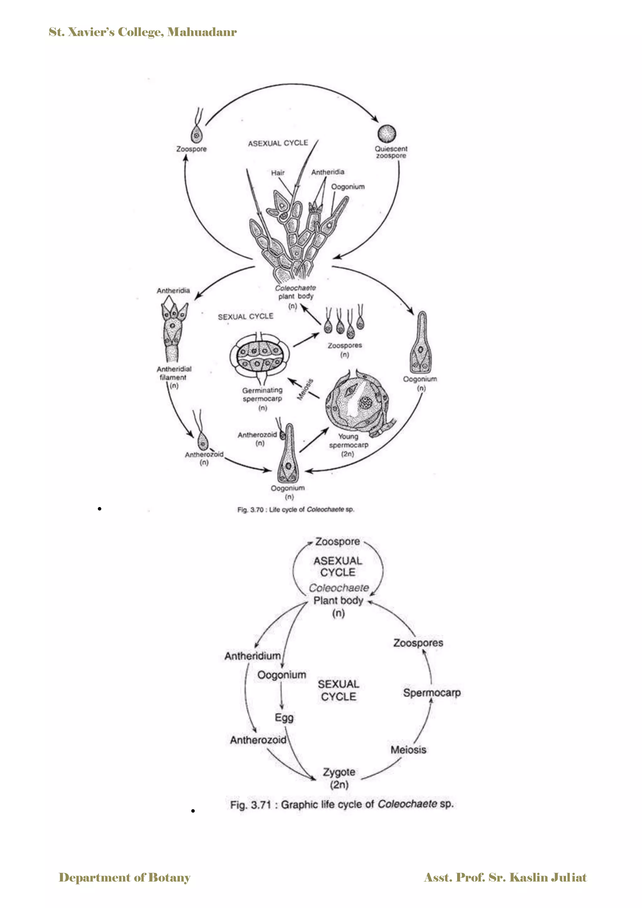 Coleochaete | PDF