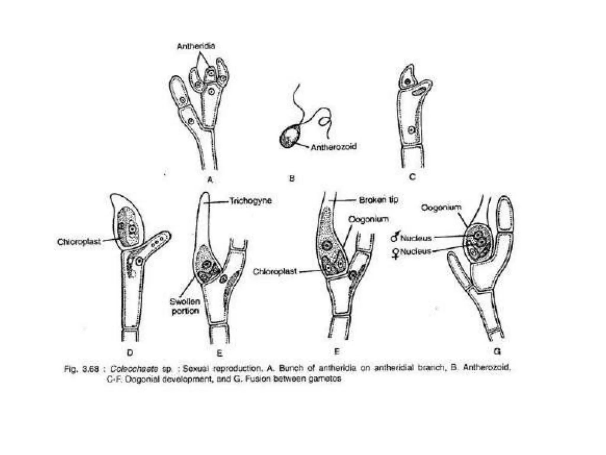 coleochaetea.pptx