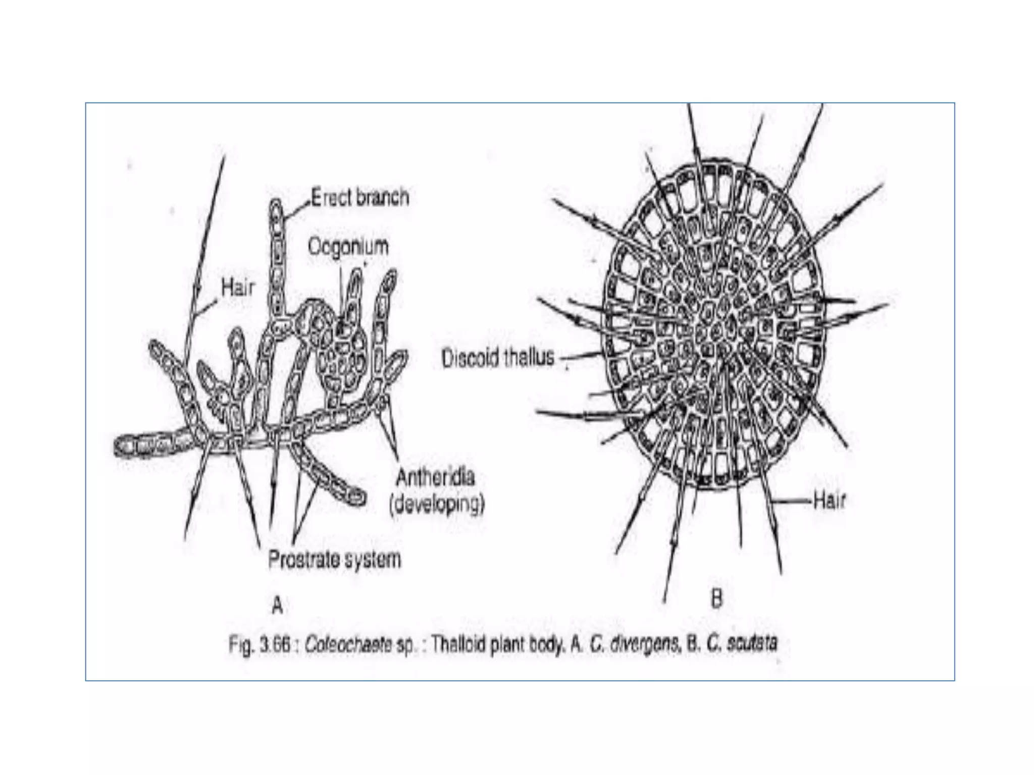 coleochaetea.pptx