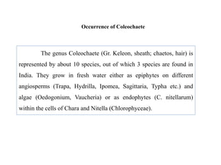 coleochaetea.pptx