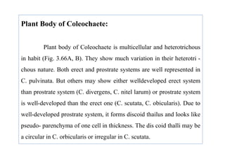 coleochaetea.pptx