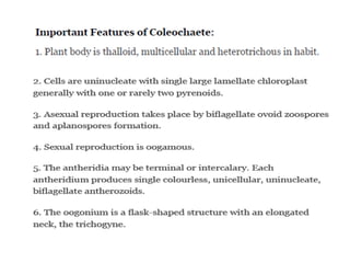 coleochaetea.pptx
