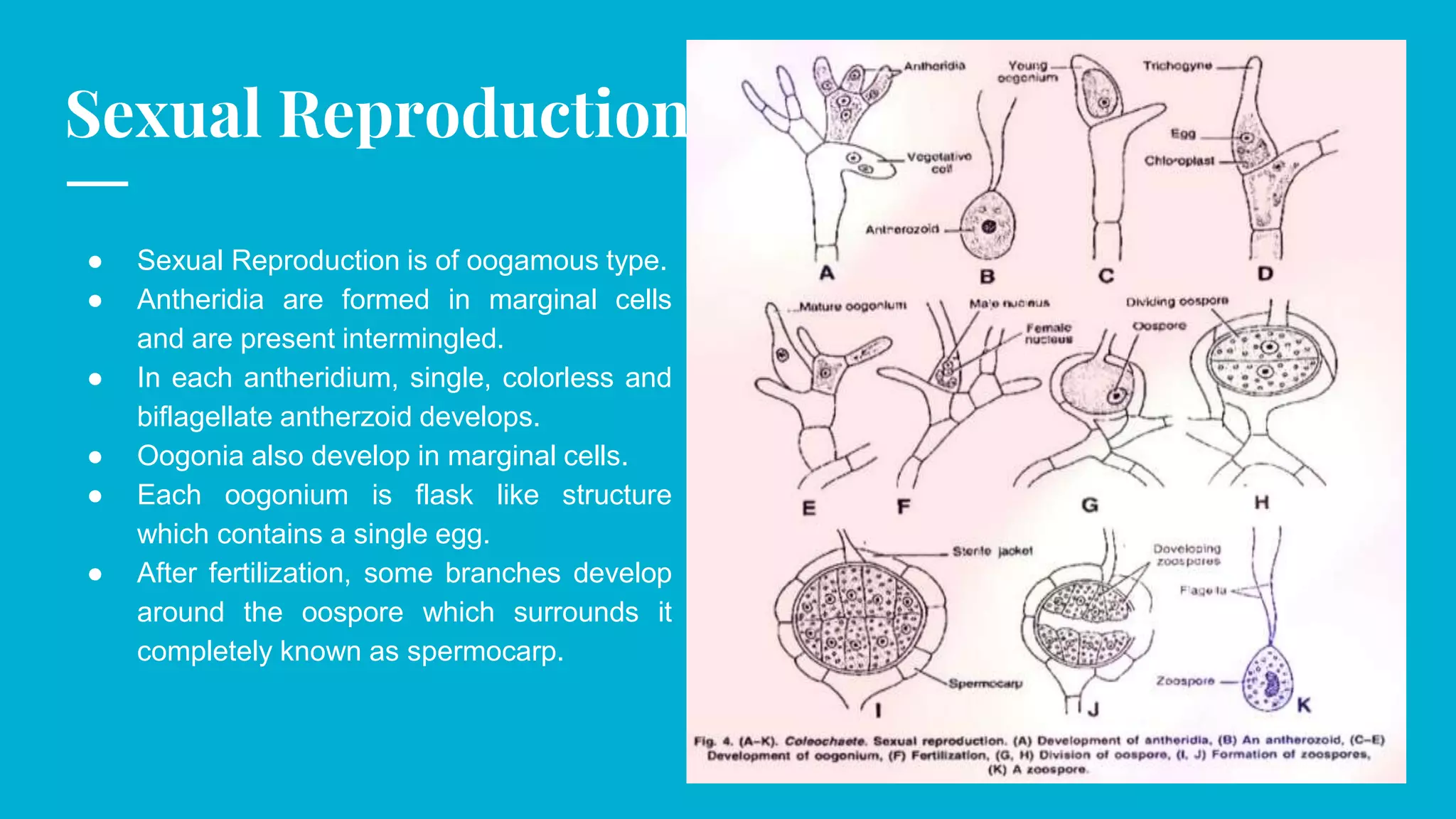 Coleochaete Morphology & Reproduction | PPTX
