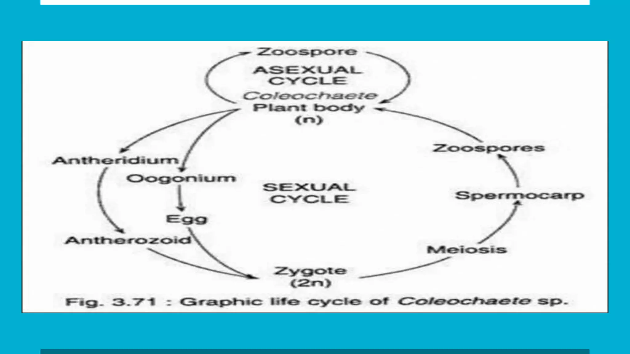 Coleochaete Morphology & Reproduction | PPTX