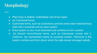 Coleochaete Morphology & Reproduction | PPTX