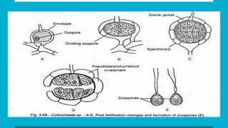 Coleochaete Morphology & Reproduction | PPTX