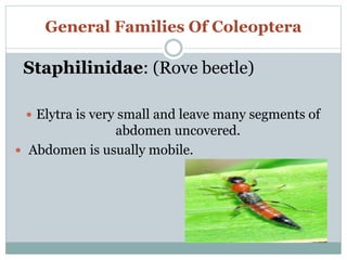 Coleoptera | PPTX