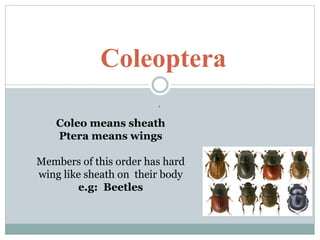 Coleoptera | PPTX