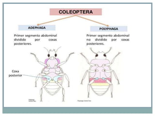 Coleoptera | PPTX