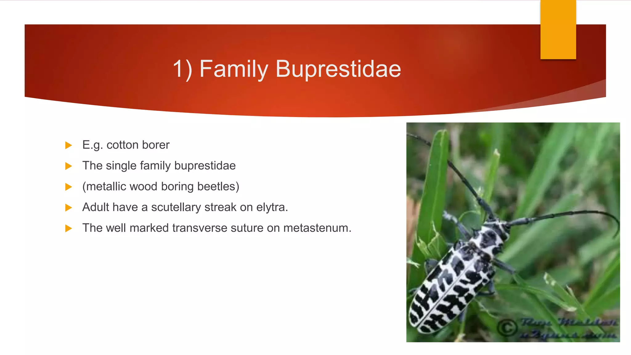 Coleoptera | PPTX