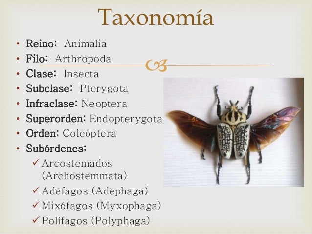 Coleopteros
