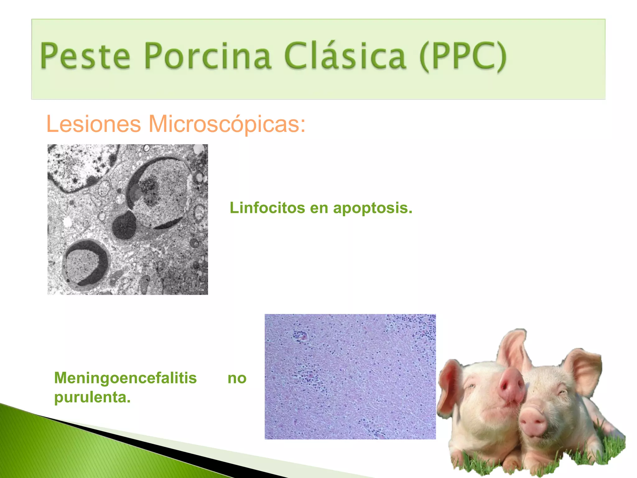 Colera Porcino ó Peste porcina clásica | PPT