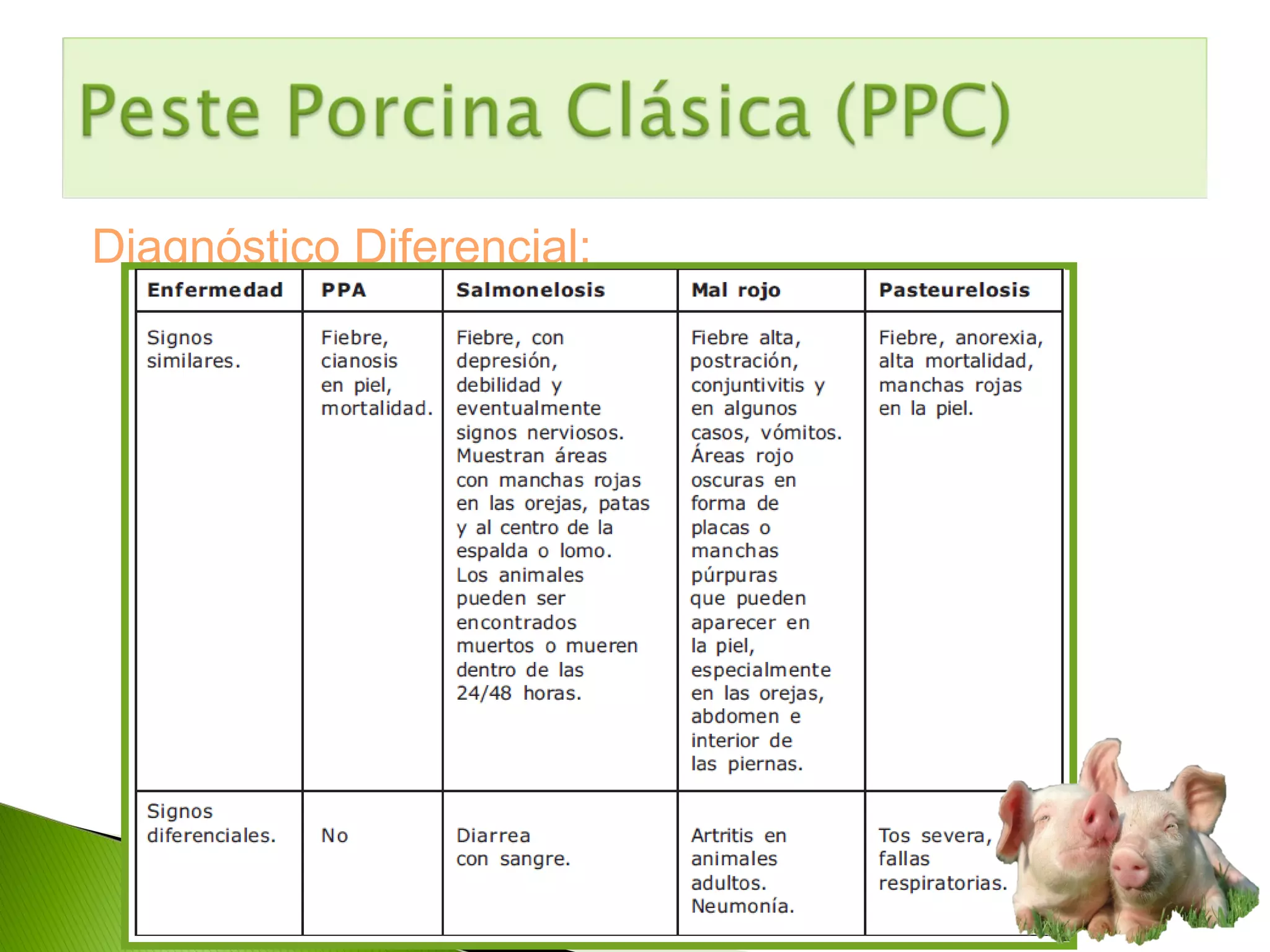 Colera Porcino ó Peste porcina clásica | PPT