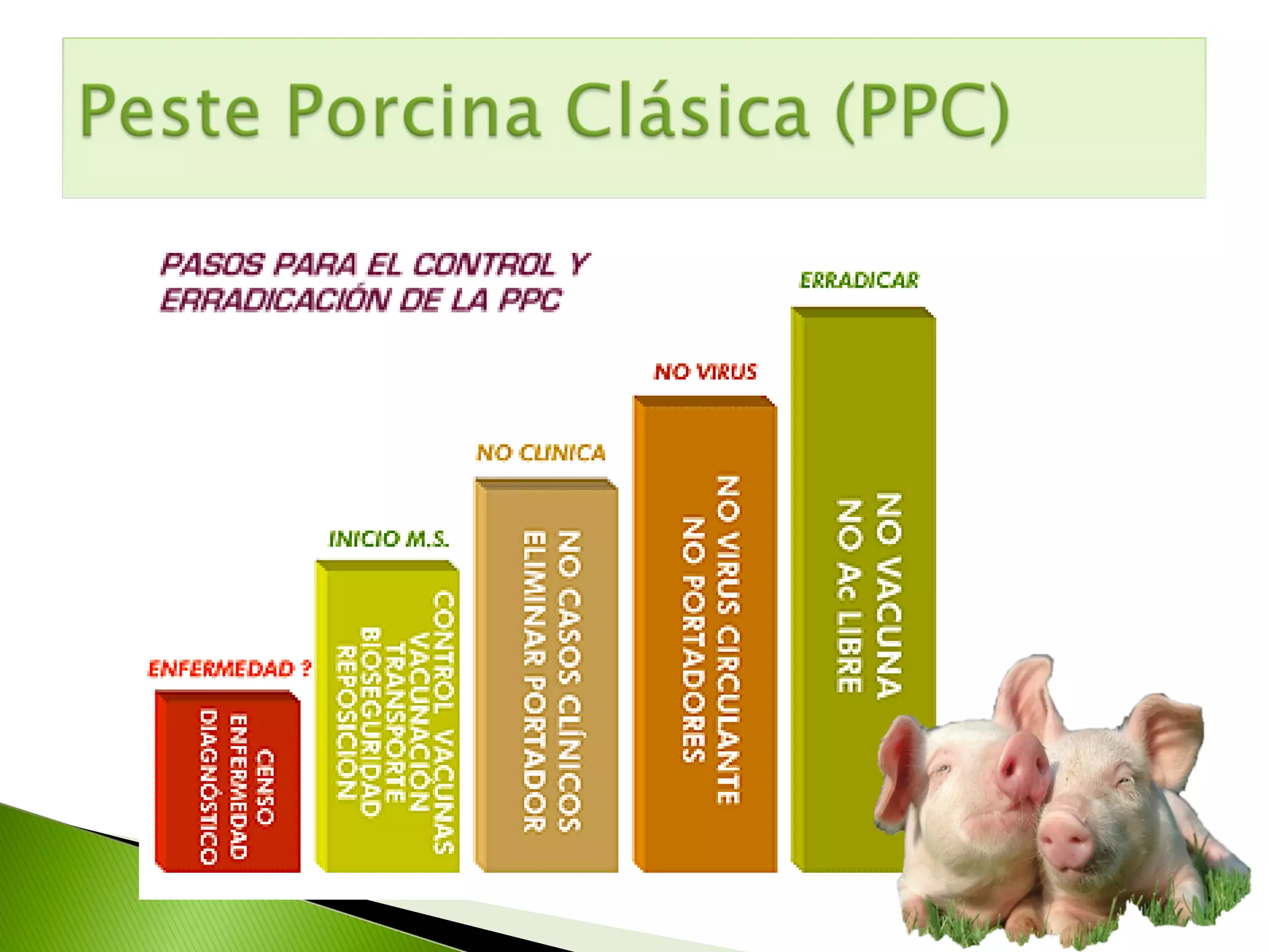 Colera Porcino ó Peste porcina clásica | PPT