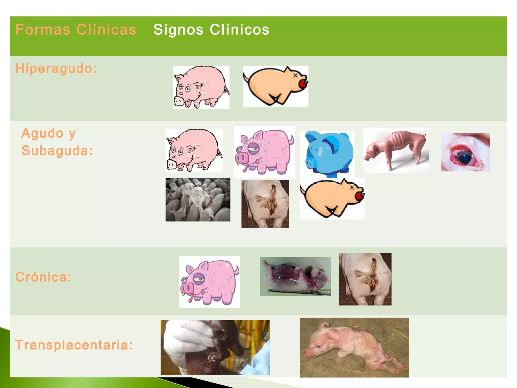 Colera Porcino ó Peste porcina clásica | PPT
