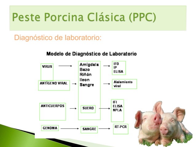 Colera Porcino ó Peste porcina clásica | PPT