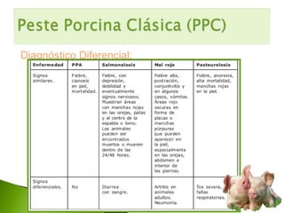 Colera Porcino ó Peste porcina clásica | PPT