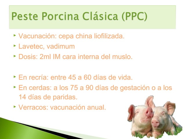 Colera Porcino ó Peste porcina clásica | PPT