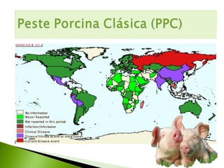 Colera Porcino ó Peste porcina clásica | PPT