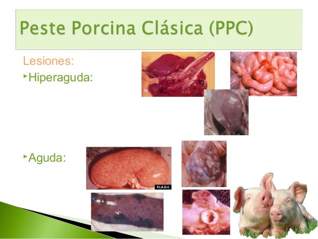 Colera Porcino ó Peste porcina clásica
