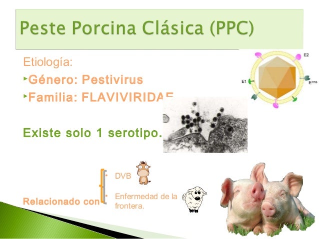 Colera Porcino ó Peste porcina clásica