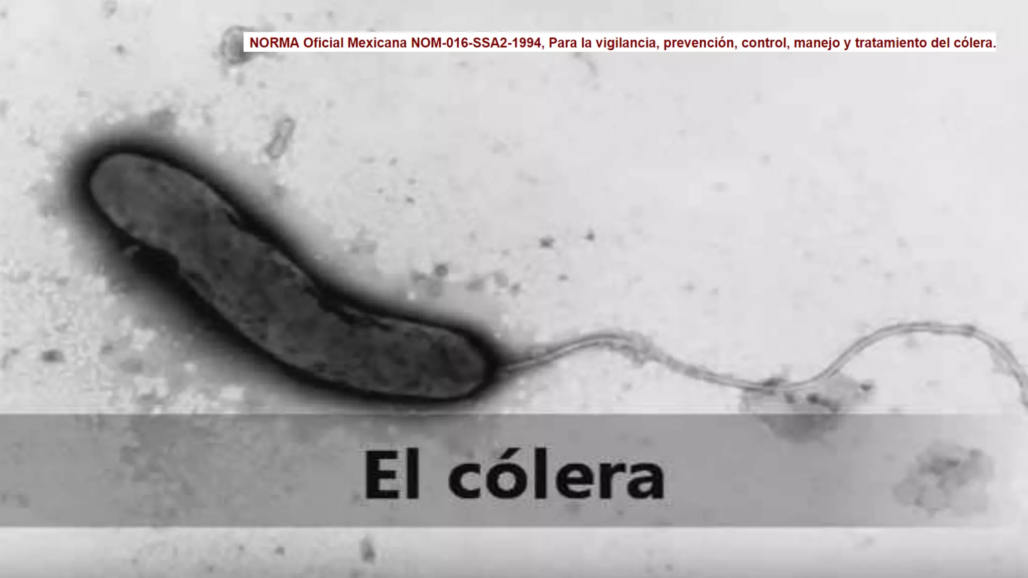 Colera | PPT