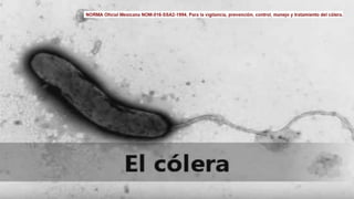 Colera | PPTX