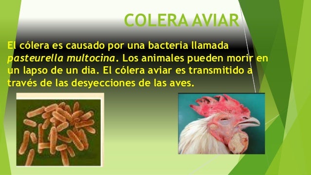 Colera aviar